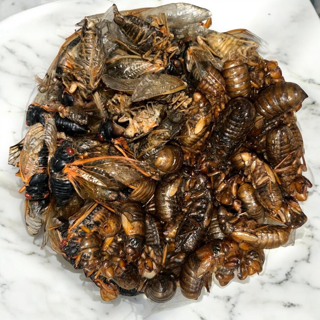 Cicadas 2024 • Brood XIII • Fresh Picked and Freeze Dried | 50 ...