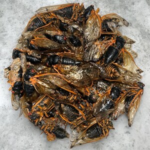 Cicadas 2024 • Brood XIII • Fresh Picked and Freeze Dried | 50 ...