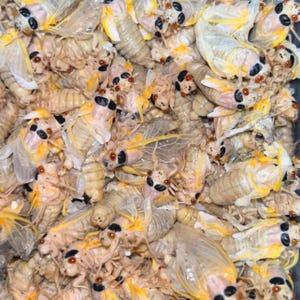 Cicadas 2024 • Brood XIII • Fresh Picked and Freeze Dried | 50 ...