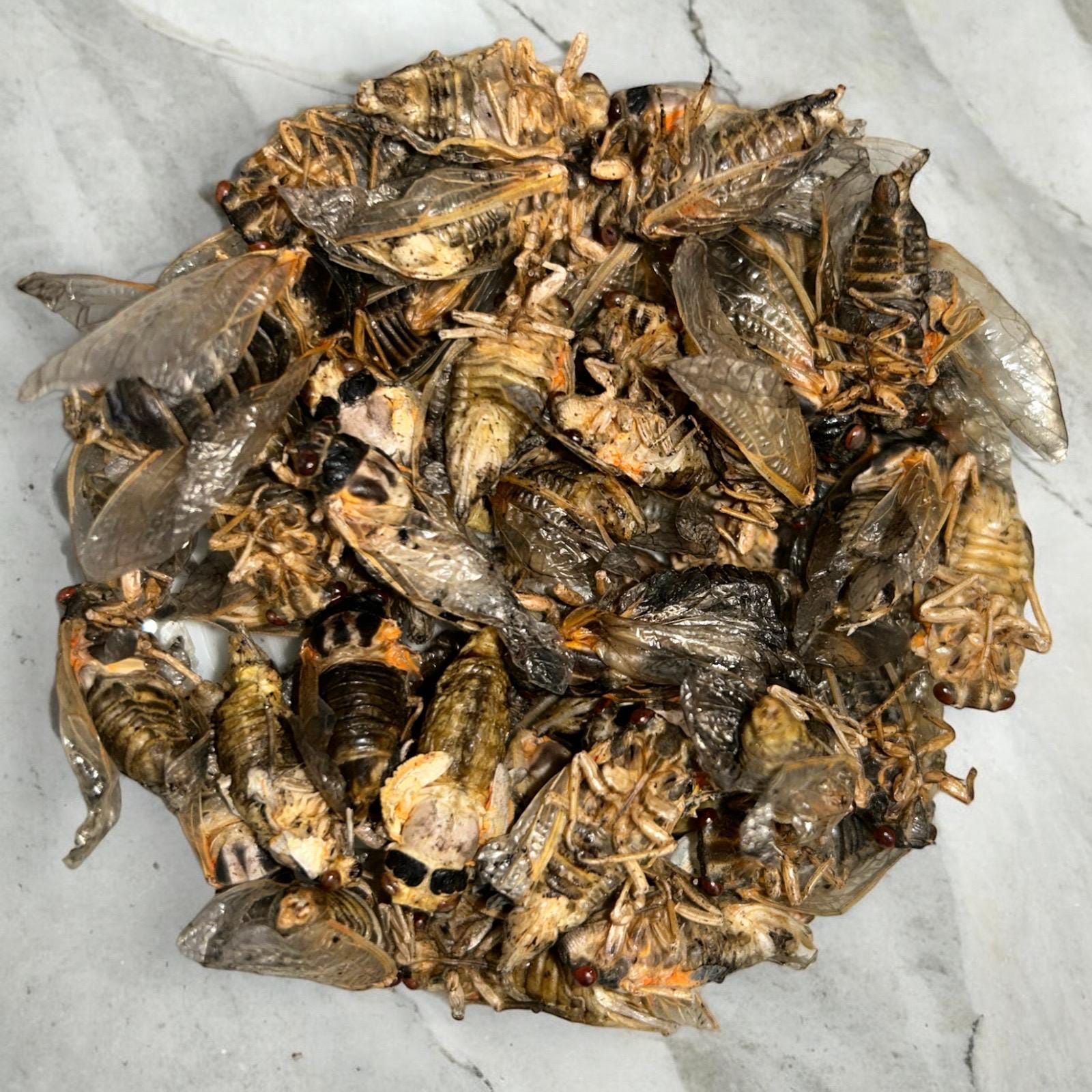 Cicadas 2024 • Brood XIII • Fresh Picked and Freeze Dried | 50 ...