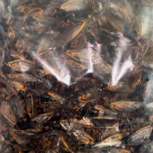 Cicadas 2024 • Brood XIII • Fresh Picked and Freeze Dried | 50 ...