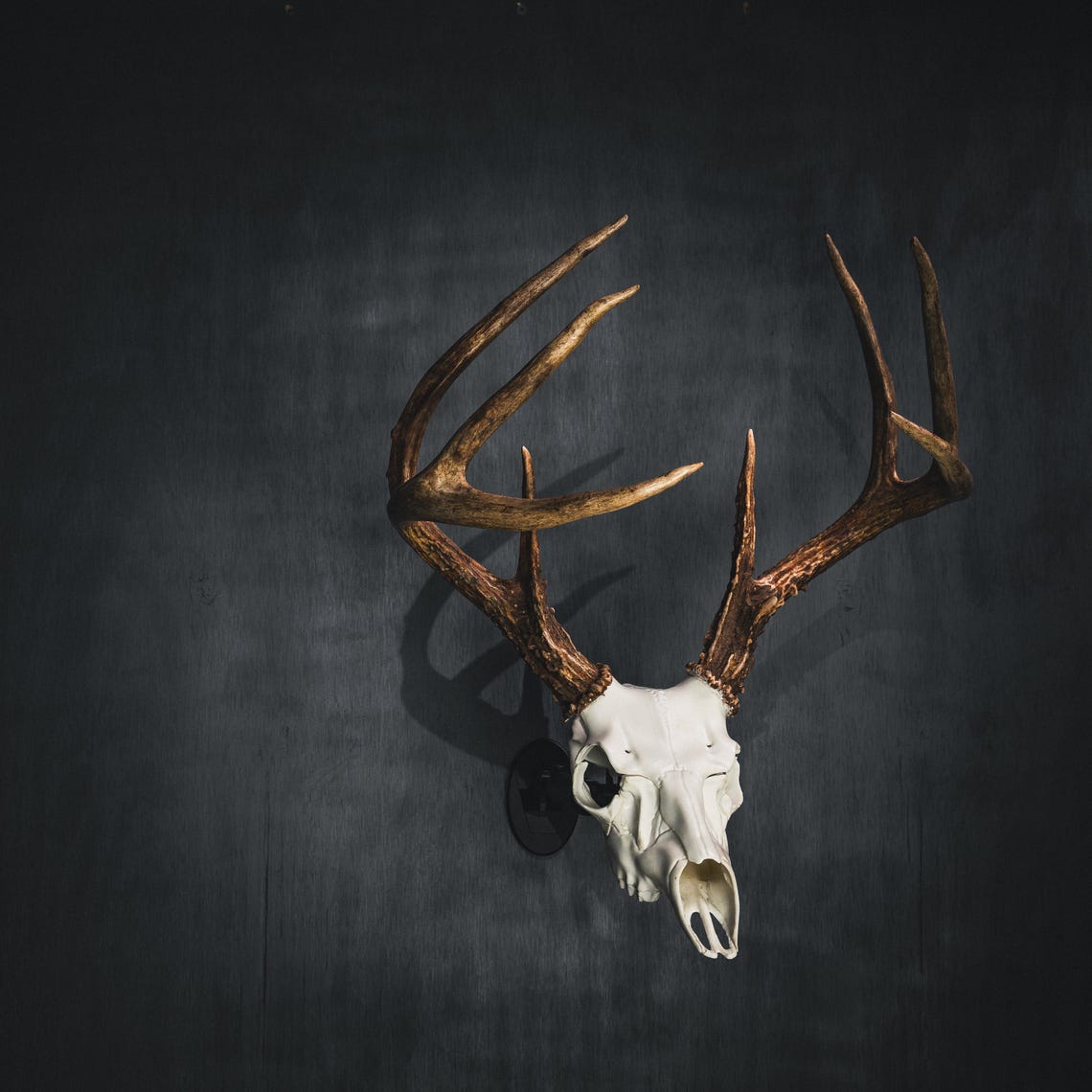 UROADX UX1 European Skull Wall Display Mount Hanger - Etsy
