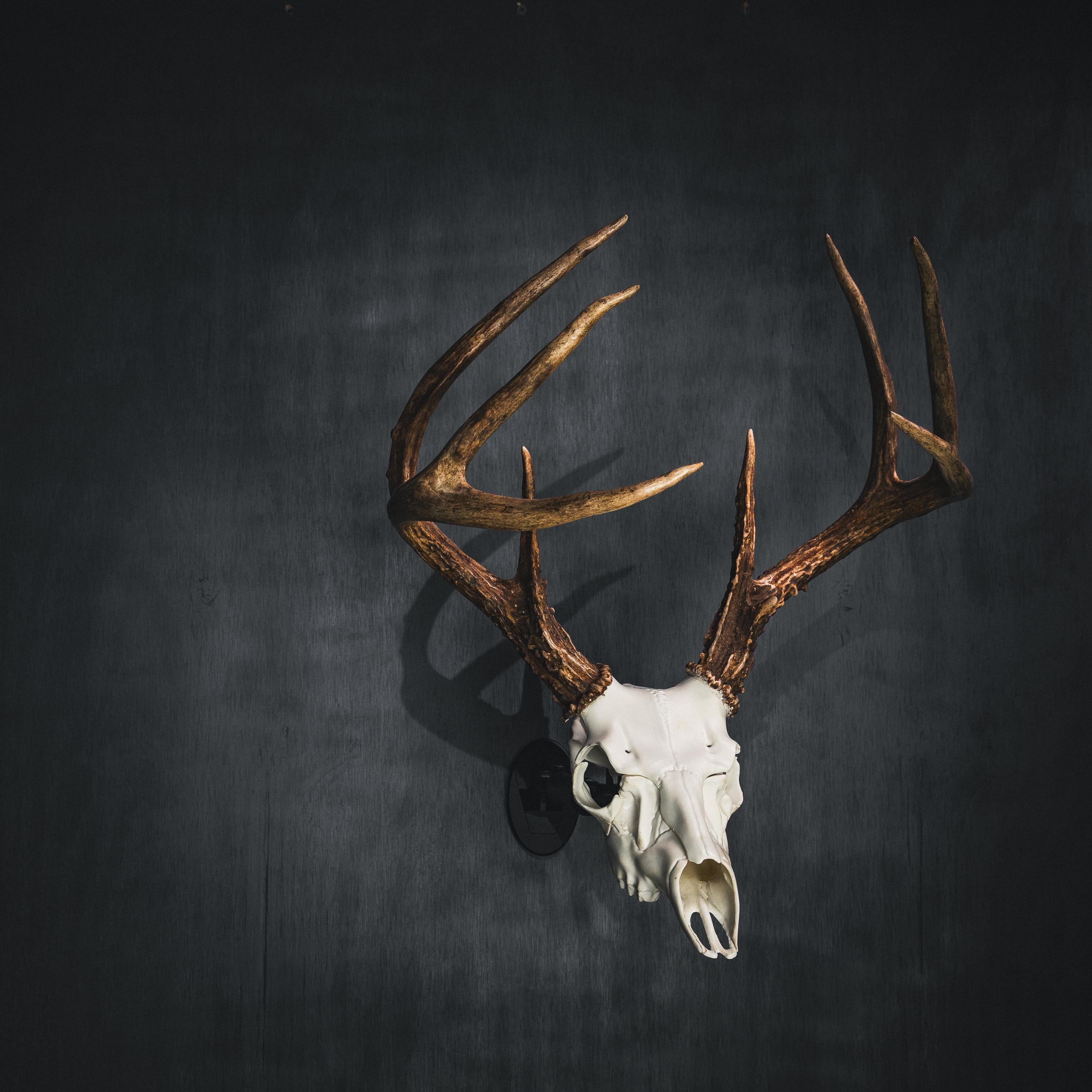 UROADX UX1 European Skull Wall Display Mount Hanger - Etsy