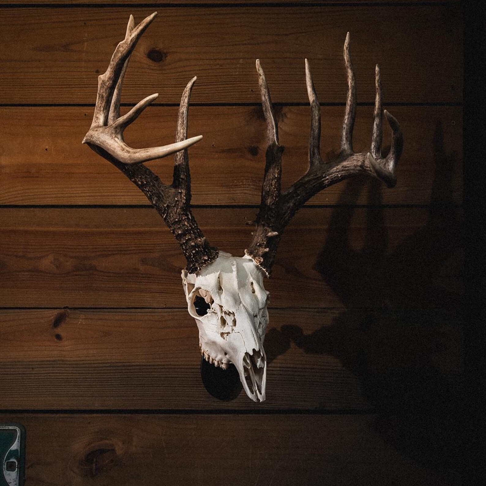 UROADX UX1 European Skull Wall Display Mount Hanger - Etsy