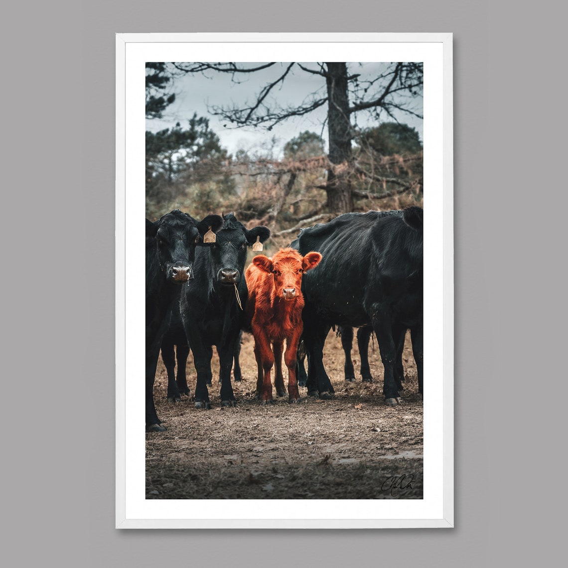 Red Calf With Black Cows Print, Cow Art, Cow Wall Decor, Farmhouse ...