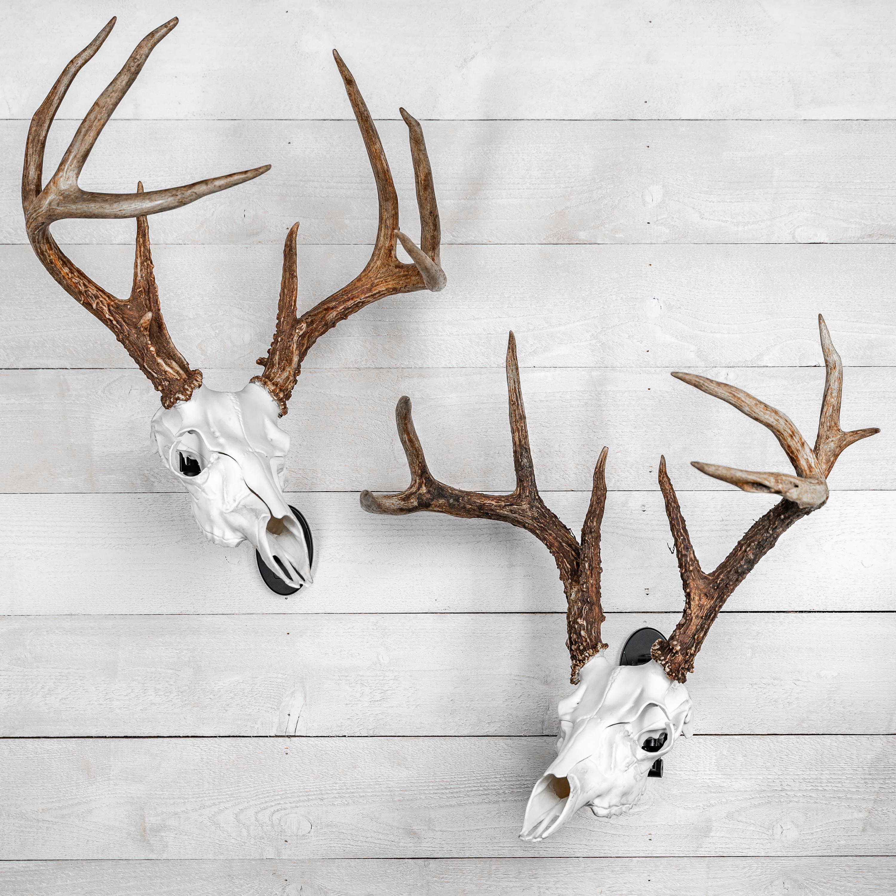 UROADX UX1 European Skull Wall Display Mount Hanger - Etsy