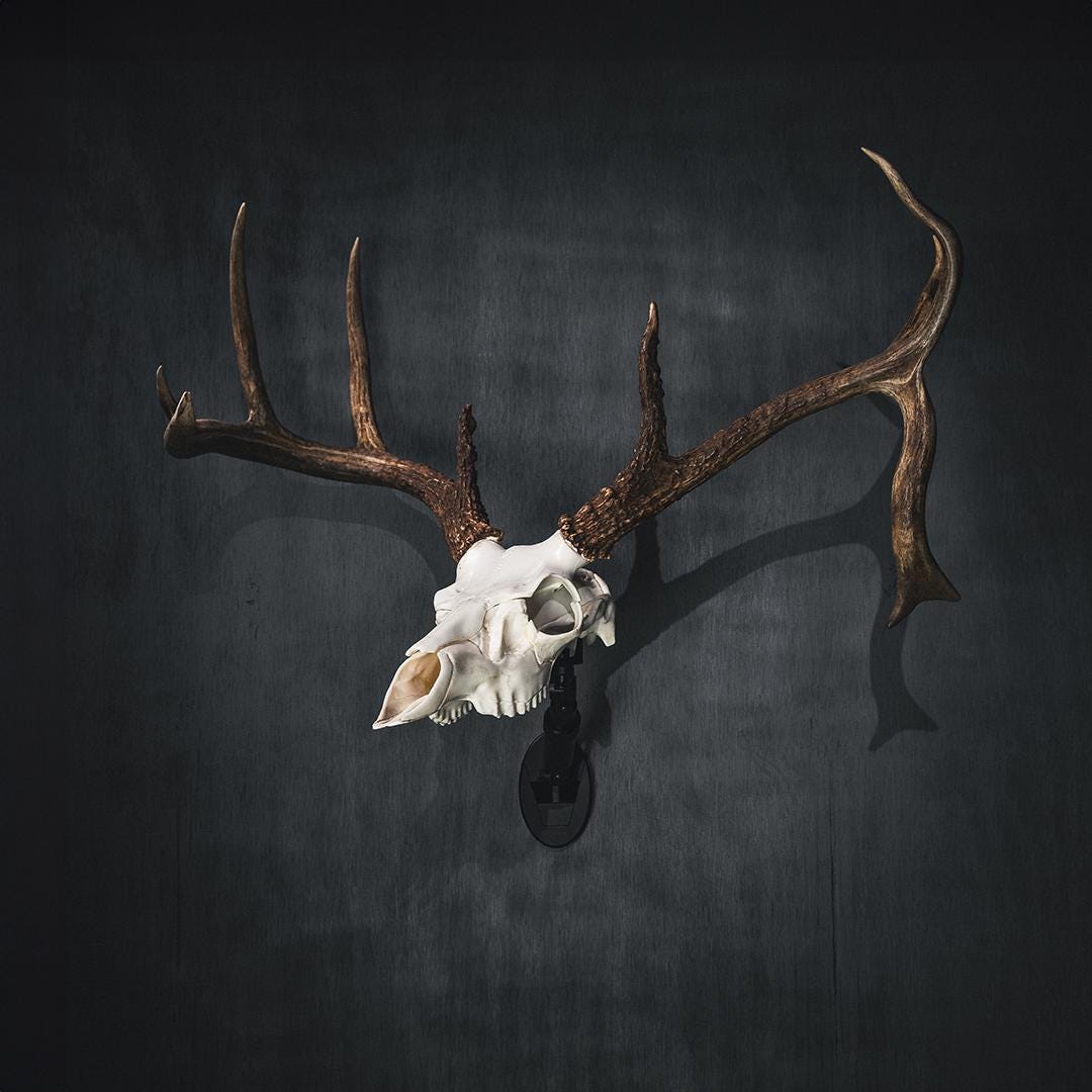 UROADX UX1 European Skull Wall Display Mount Hanger - Etsy