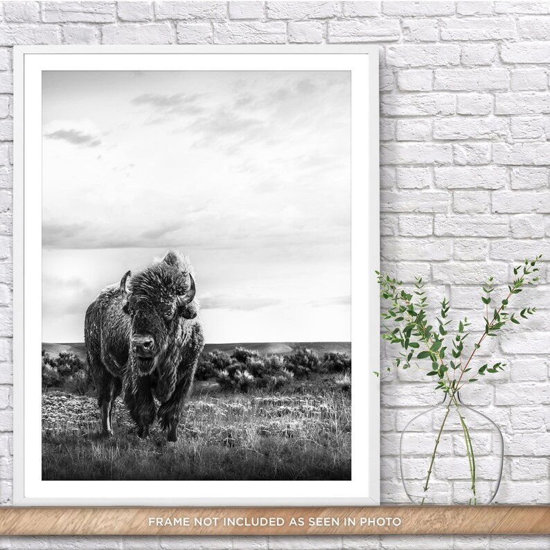 Buffalo Print, Bison Wall Art, American Bison Print, Black White Animal ...