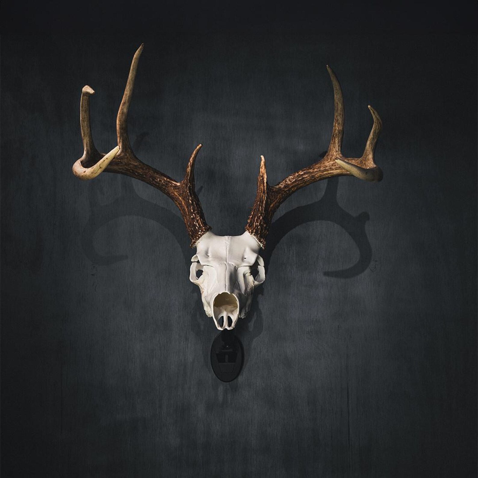 UROADX UX1 European Skull Wall Display Mount Hanger - Etsy
