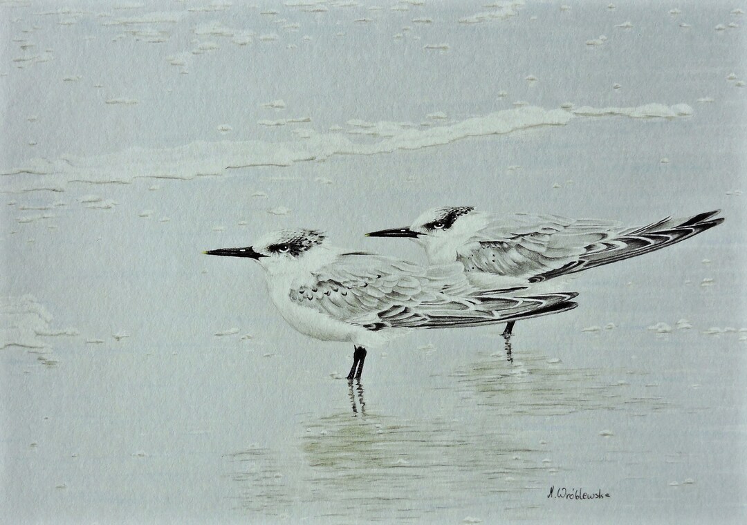 Sandwich Terns, Fine Art Print, a Drawing, Brandseeschwalbe. - Etsy