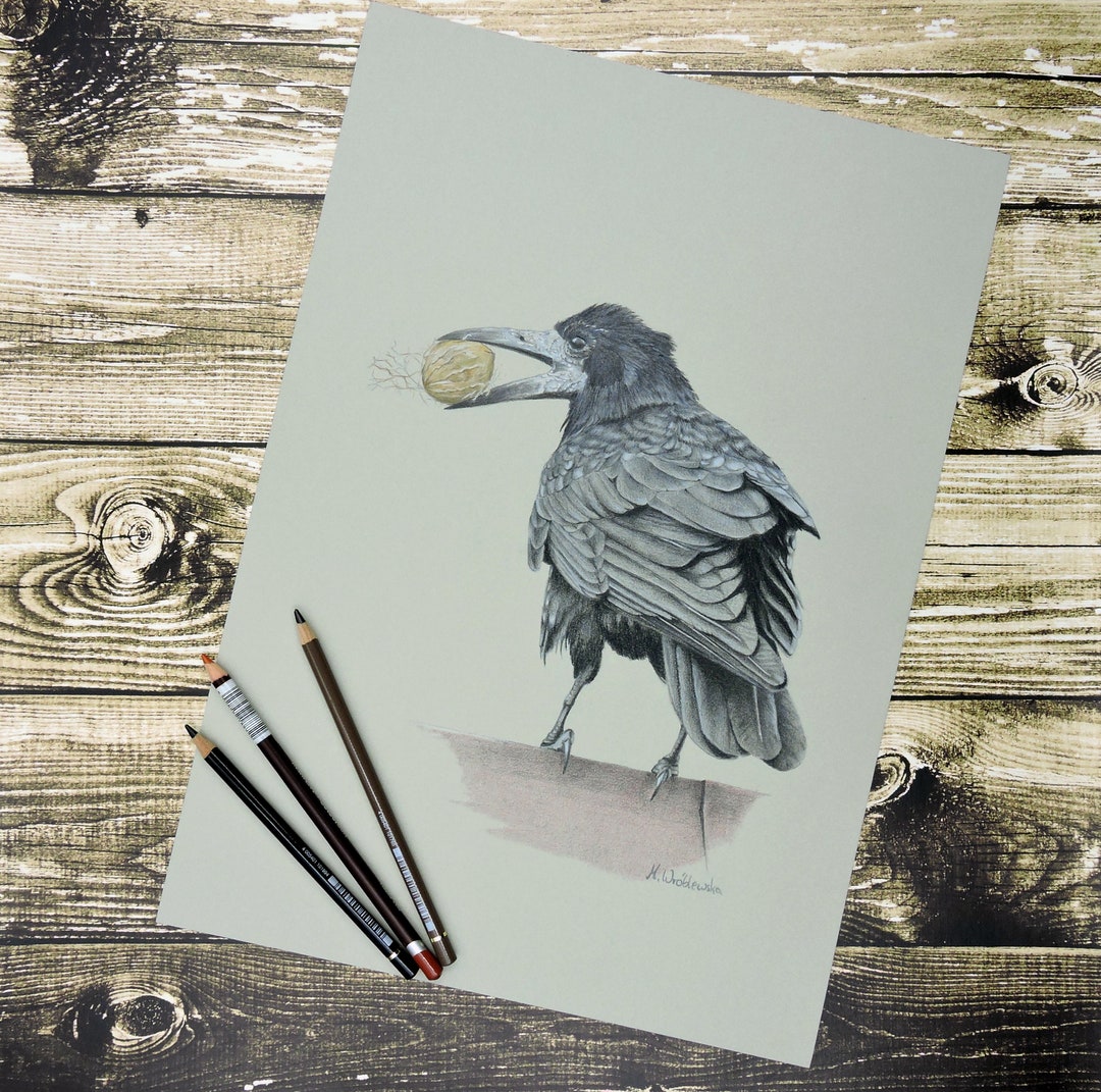 Rook, Corvids, a Crow Family, Black Bird, Original Drawing, Saatkraehe ...