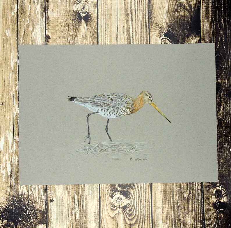 Black-tailed Godwit, an Original Drawing, Bird Drawing. - Etsy