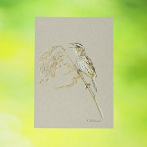 Aquatic Warbler, an Original Drawing of Singing Bird, a Small Bird ...
