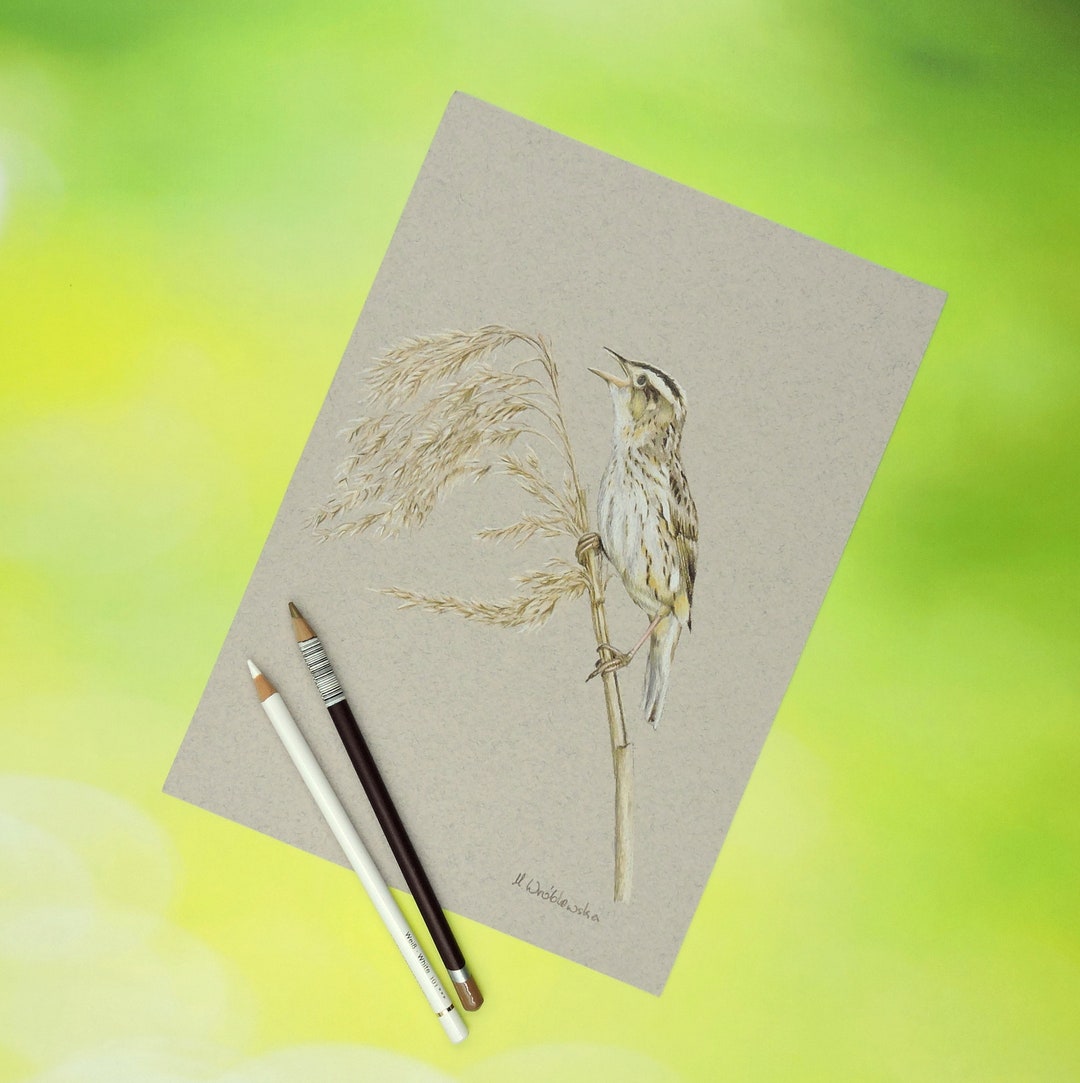 Aquatic Warbler, an Original Drawing of Singing Bird, a Small Bird ...