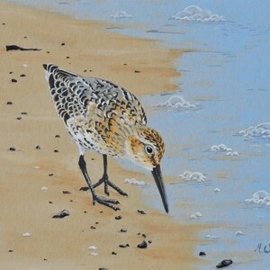 An Original Painting of Dunlin, a Shorebird Picture. - Etsy