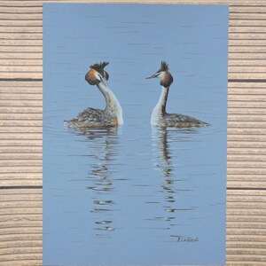 Great Crested Grebes Courtship Dance, Original Drawing, Bird Picture ...