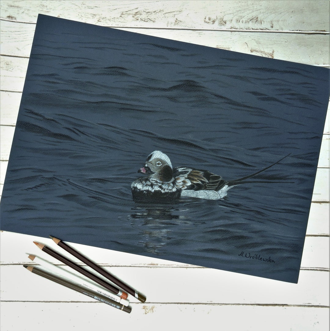 Long-tailed Duck Swimming in the Sea, an Original Drawing. - Etsy