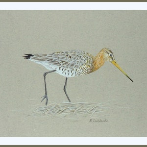 Black-tailed Godwit, an Original Drawing, Bird Drawing. - Etsy