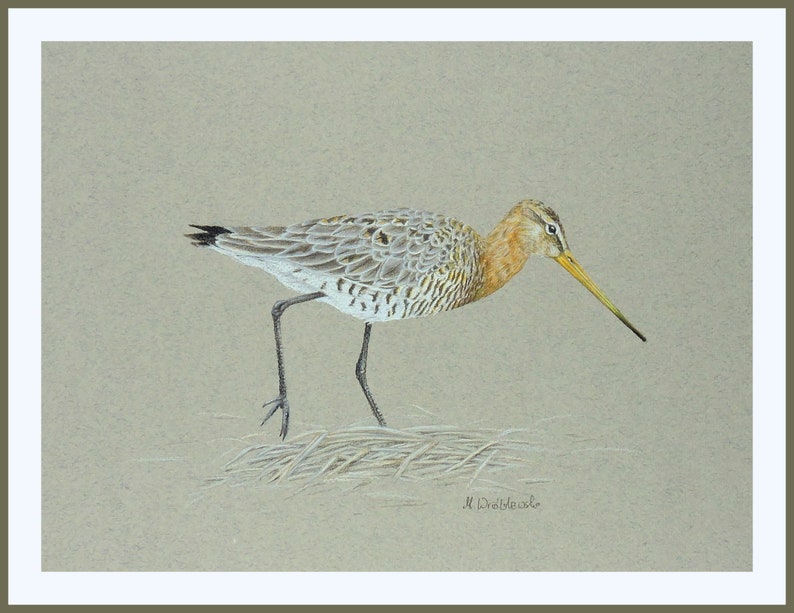 Black-tailed Godwit, an Original Drawing, Bird Drawing. - Etsy