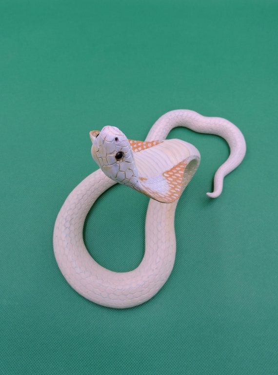 Baby Albino Cobra