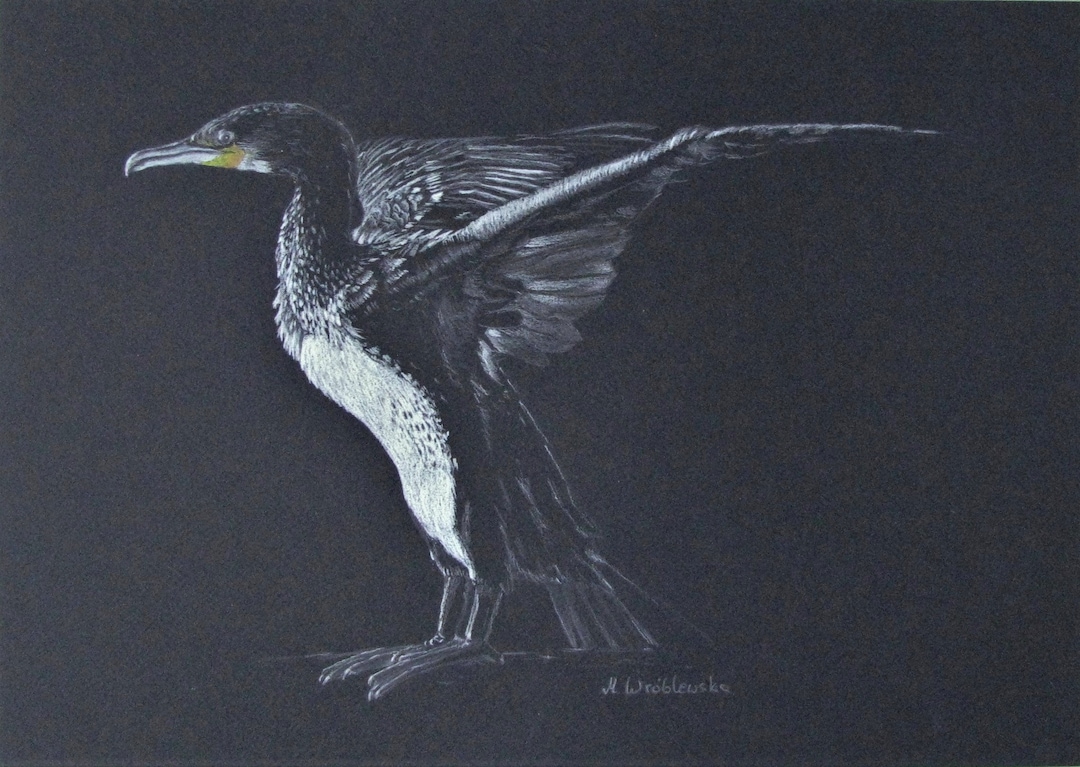 Cormorant, an Original Drawing, Bird Picture, Kormorane. - Etsy