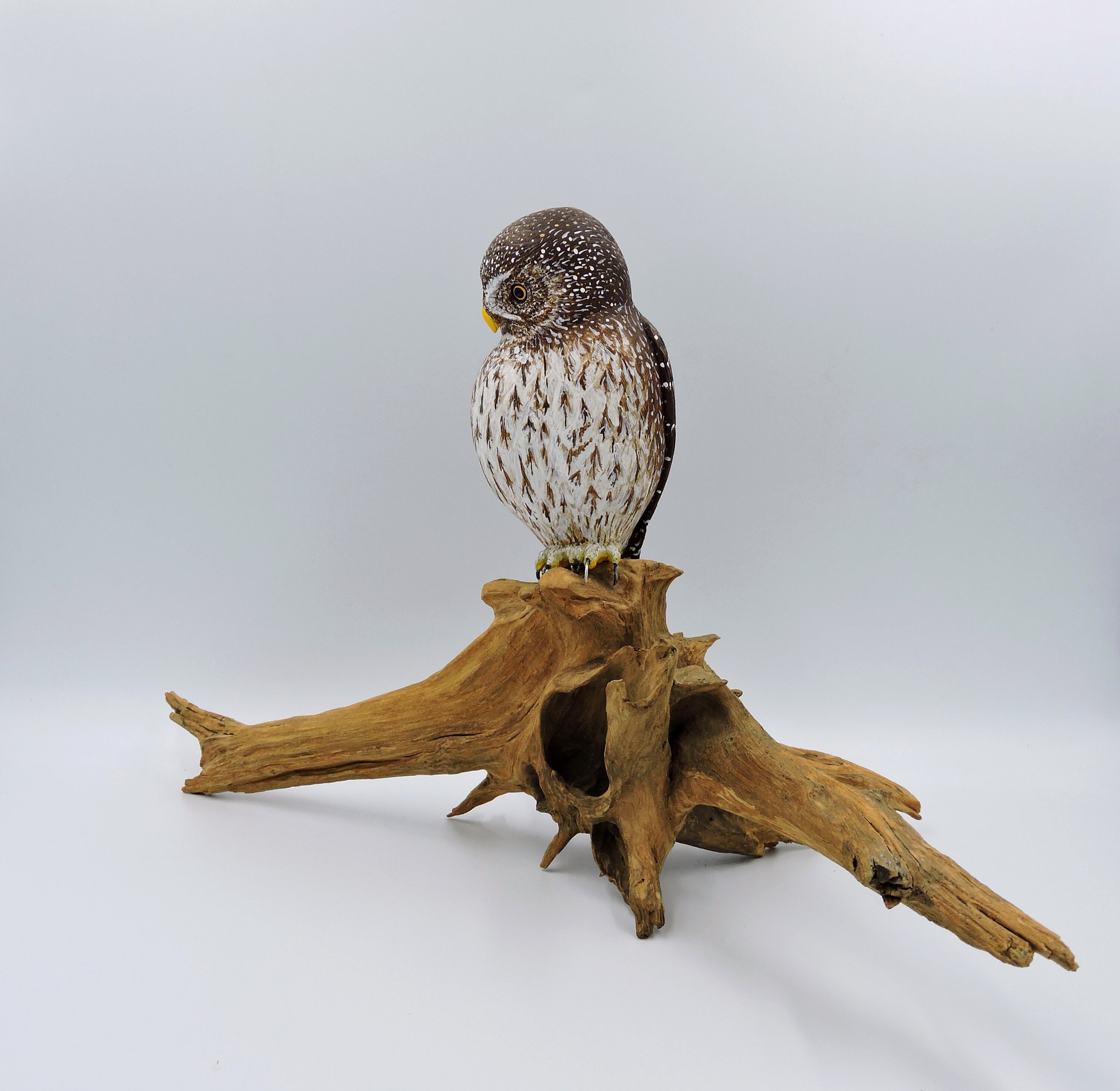 Pygmy Owl on the Root, a Wooden Sculpture of an Owl, Sperlingskauz ...