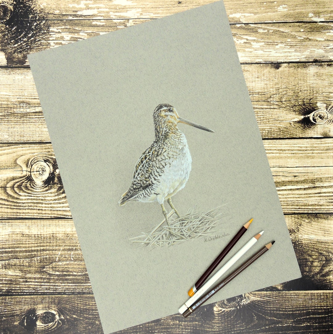 Snipe, an Original Drawing of a Bird. - Etsy