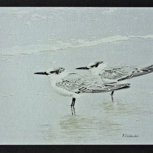 Sandwich Terns, Fine Art Print, a Drawing, Brandseeschwalbe. - Etsy
