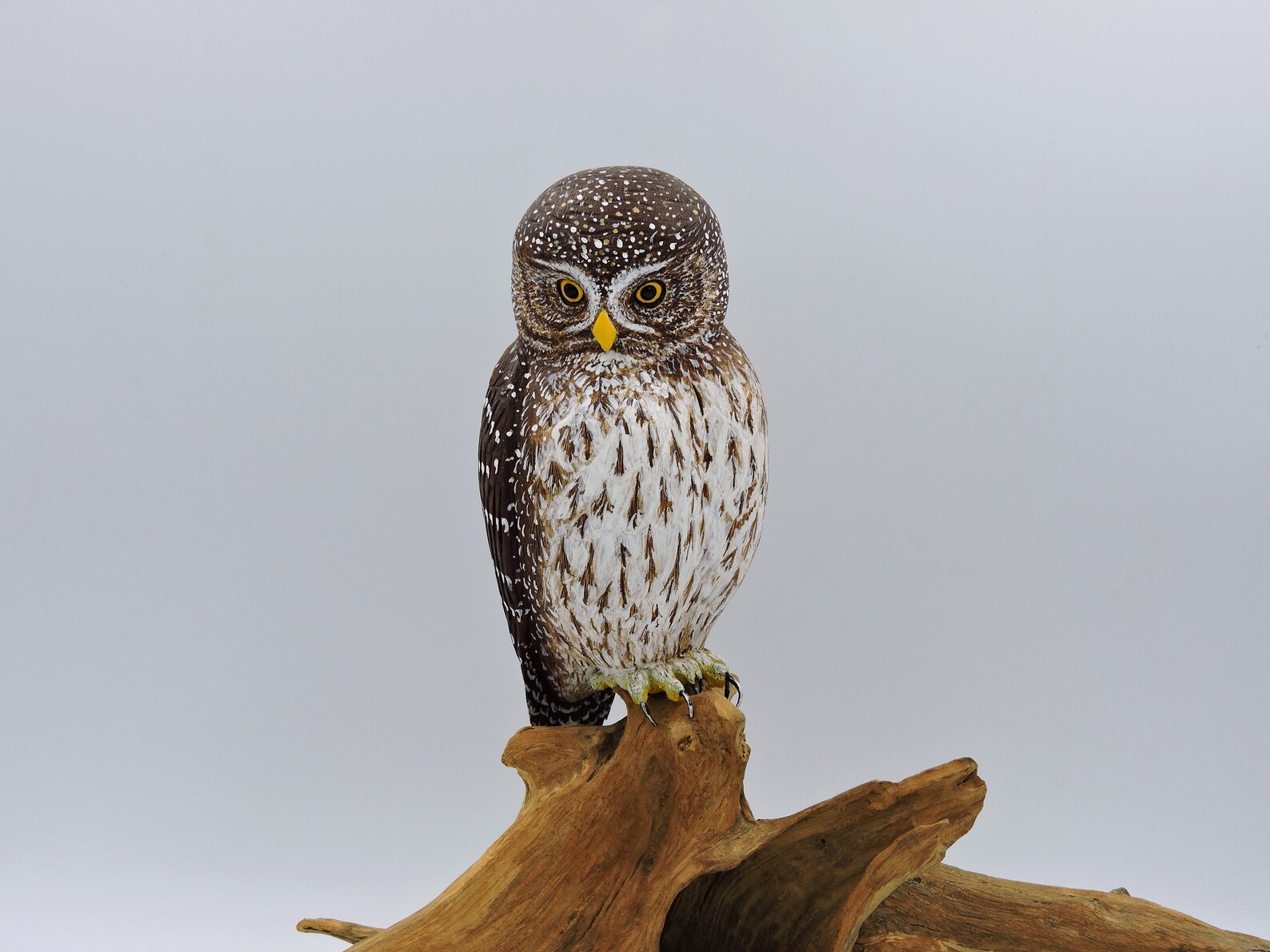 Pygmy Owl on the Root, a Wooden Sculpture of an Owl, Glaucidium ...