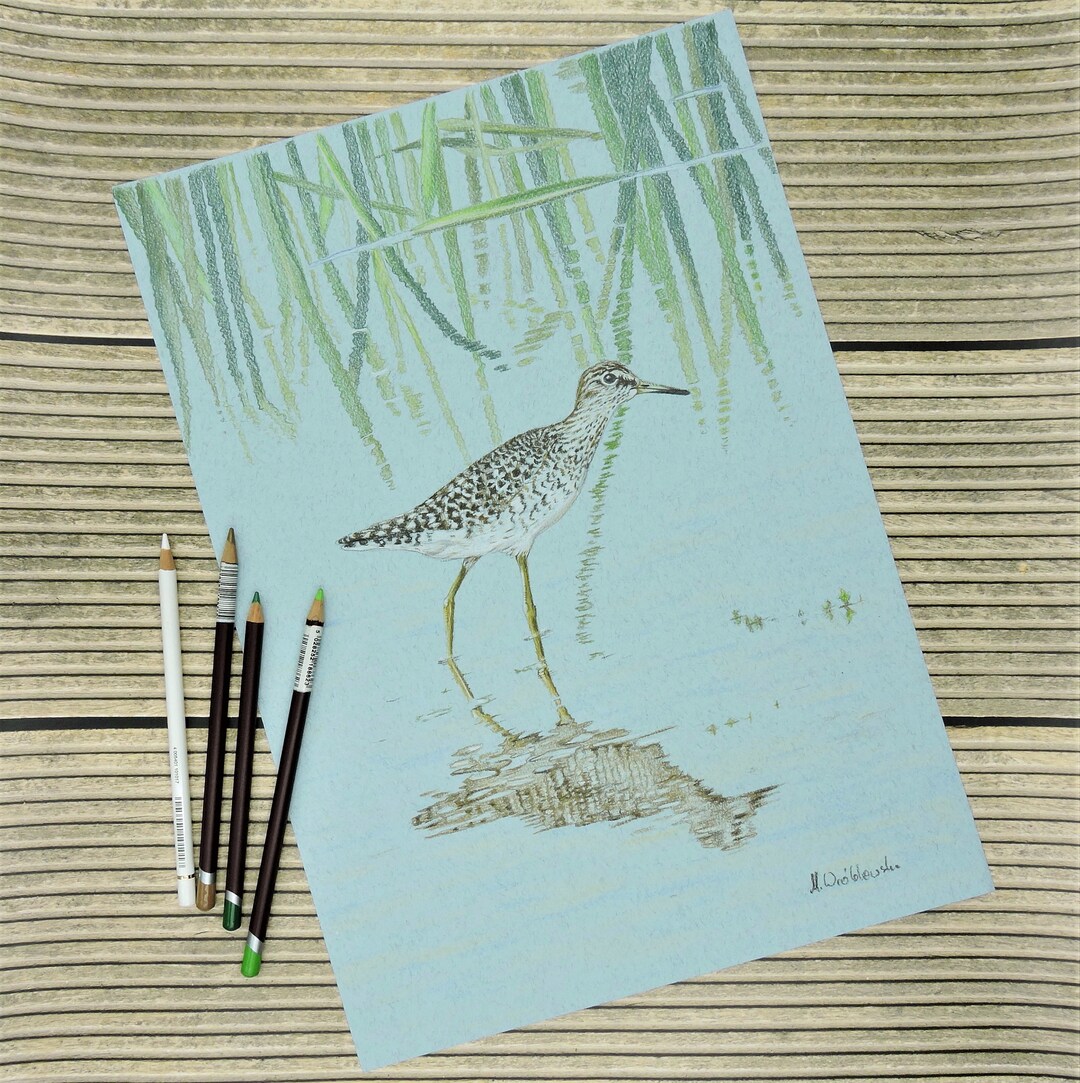 Wood Sandpiper, a Water Bird, an Original Drawing. - Etsy
