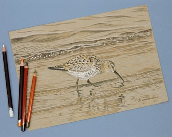 American Kestrel Art Falcon Falconry Drawing Bird of Prey - Etsy Israel