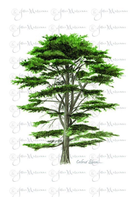 Lebanese Tree Symbol
