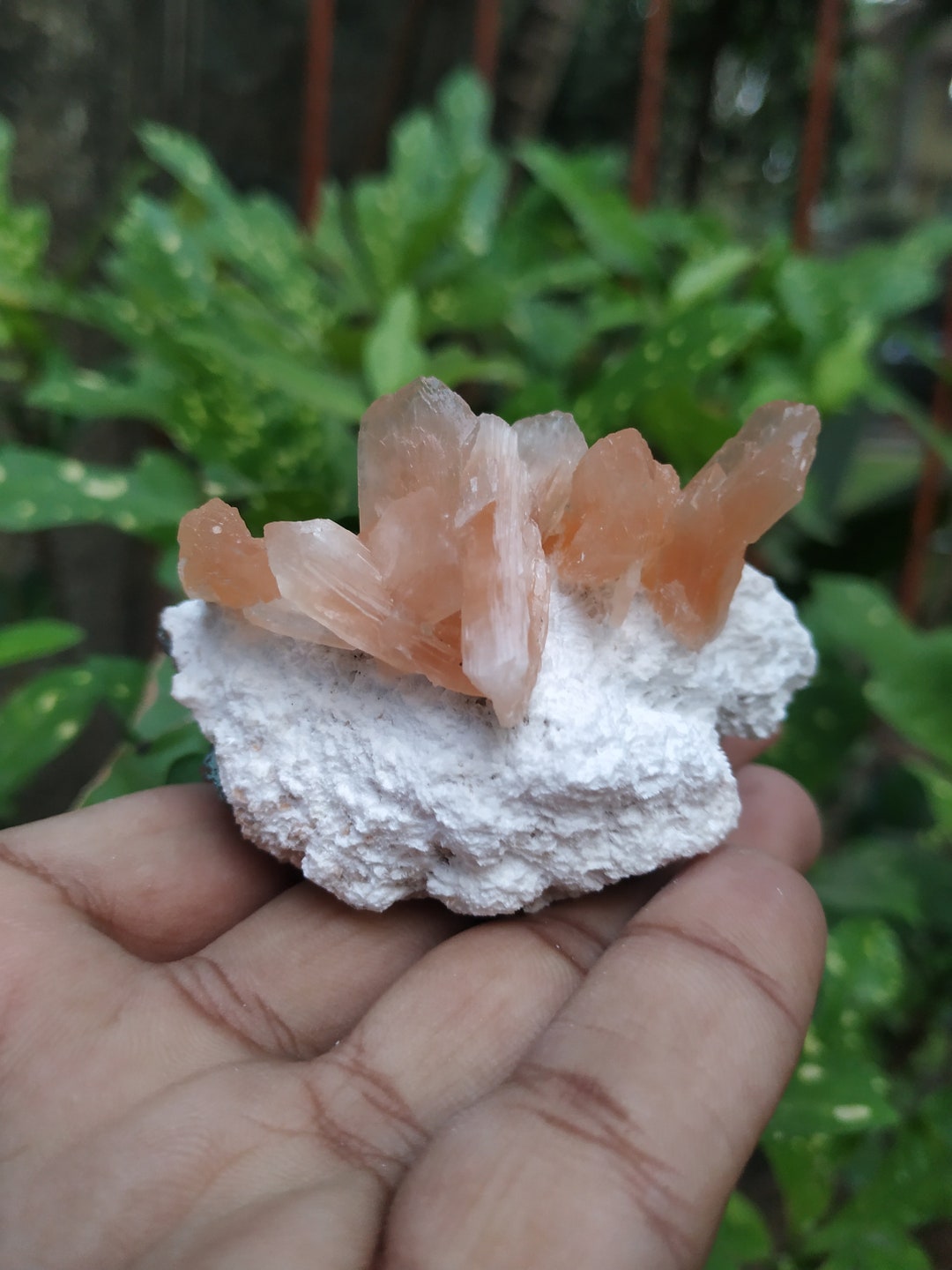 Orange Stilbite / Stillbite Multiple Flex on White Druisy / Druizy ...