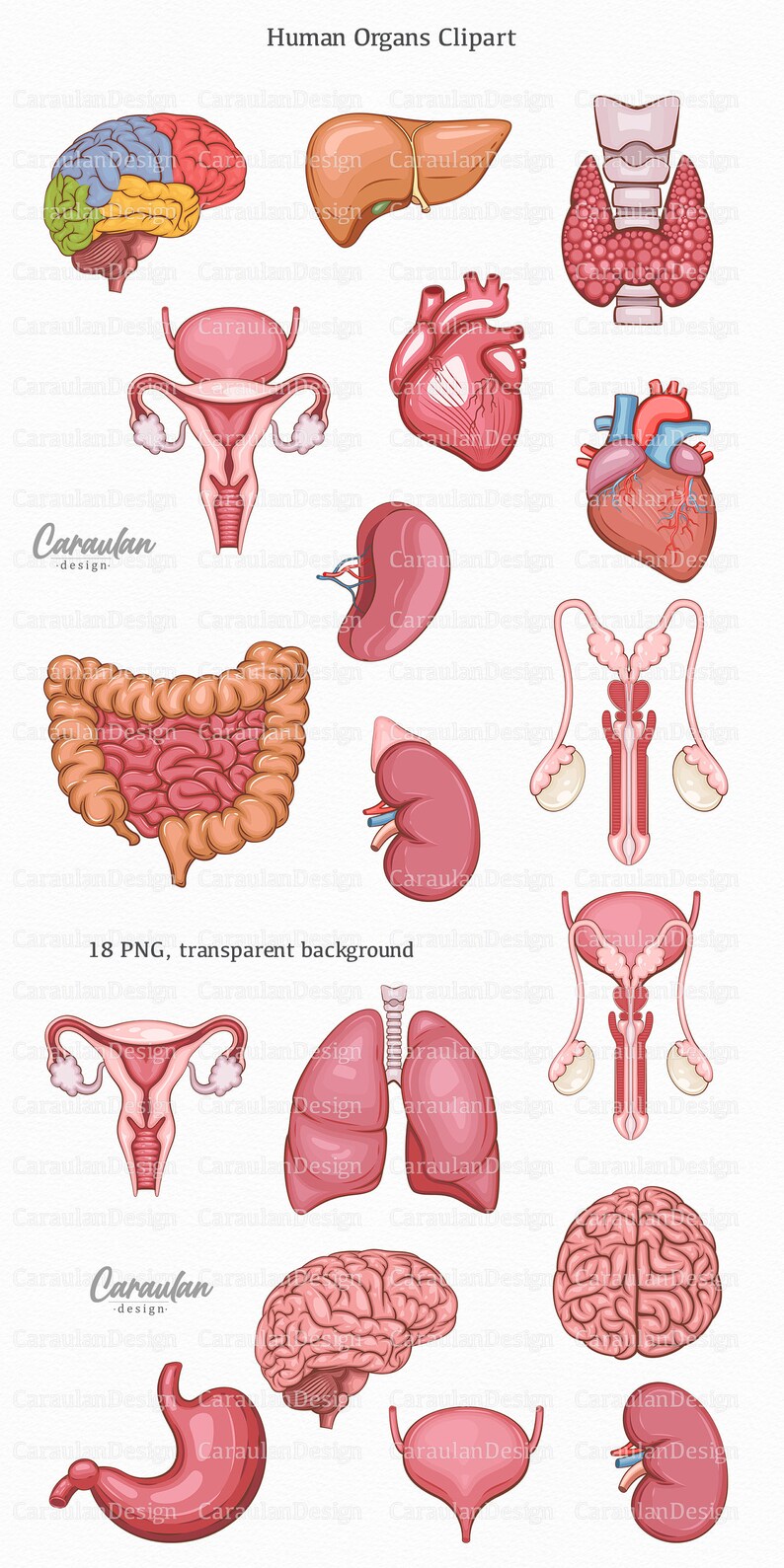Human Organs Clipart, Human Anatomy Cards, Medical Education Cards ...