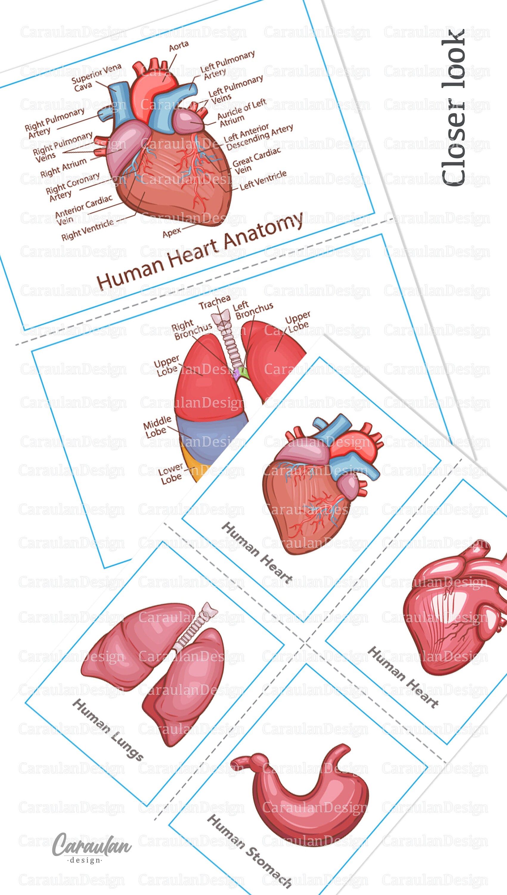 Human Organs Clipart, Human Anatomy Cards, Medical Education Cards ...