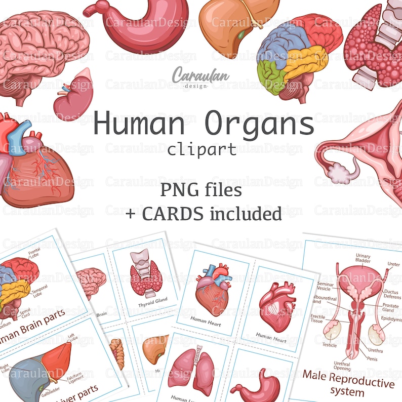 Human Organs Clipart, Human Anatomy Cards, Medical Education Cards ...