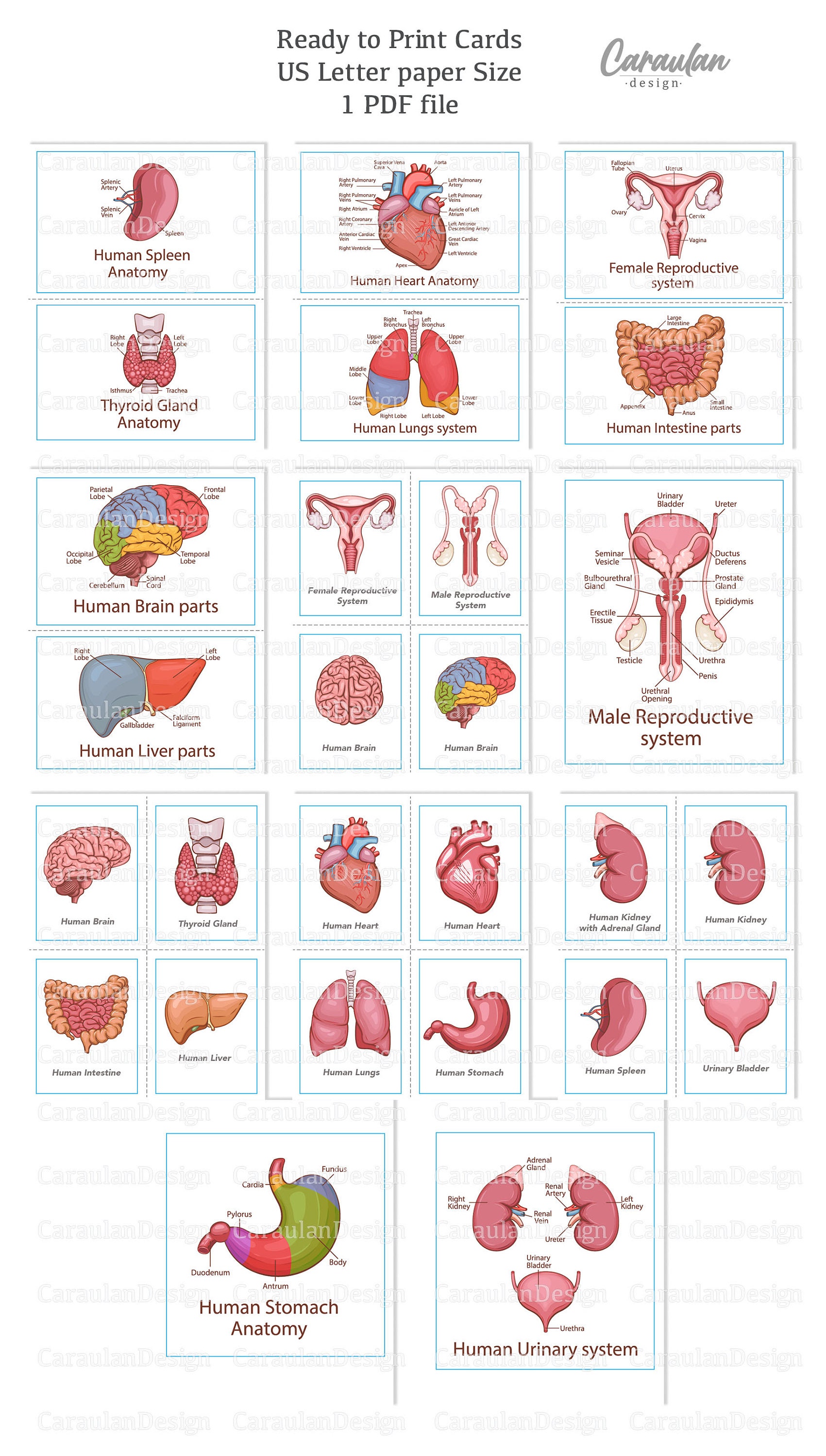 Human Organs Clipart, Human Anatomy Cards, Medical Education Cards ...