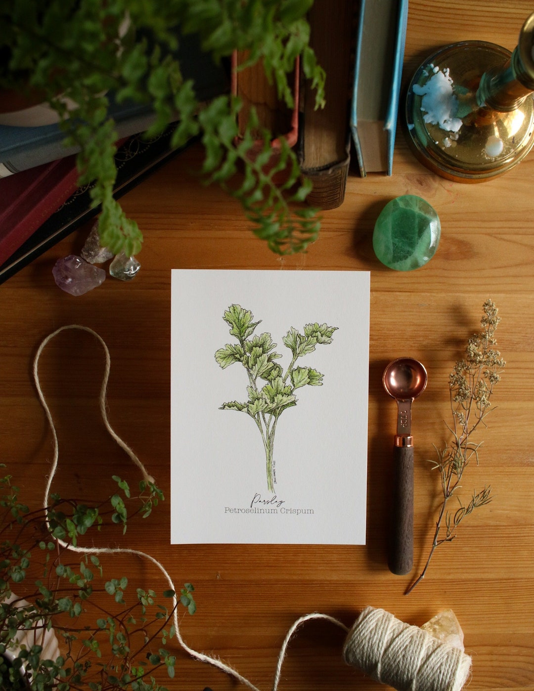 Parsley // 5x7 / 8x10, Art Print, Kitchen Art, Kitchen Illustration ...