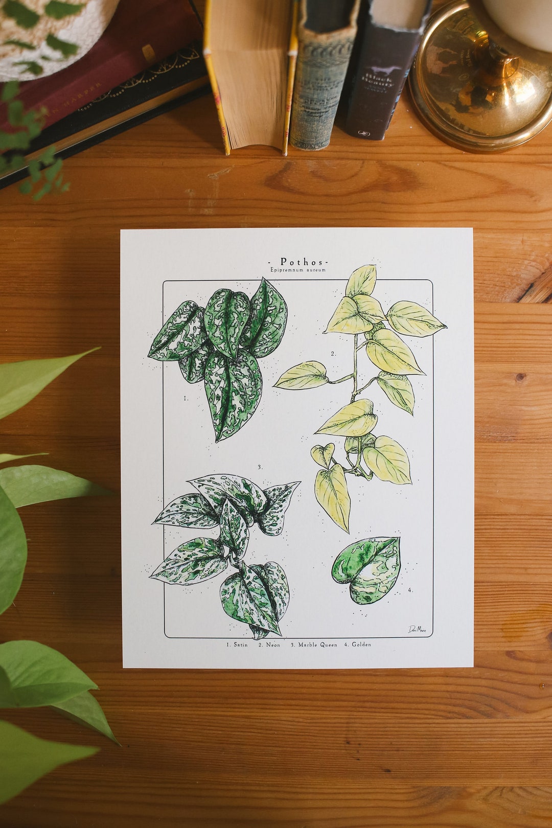 Pothos Varieties - Houseplant Poster // 8x10, Plant Lover Gift, Pothos ...