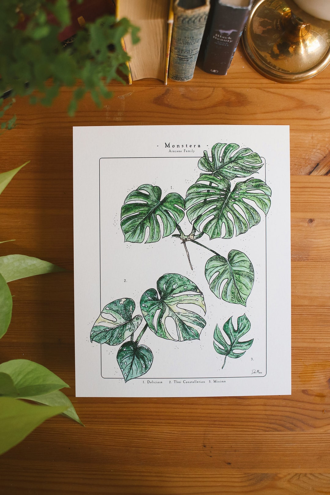 Monstera Varieties - Houseplant Poster // 8x10, Plant Lover, Thai ...