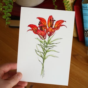 Prairie Lily // 5x7, 8x10, Flower Painting, Wall Decor, Nature Art ...