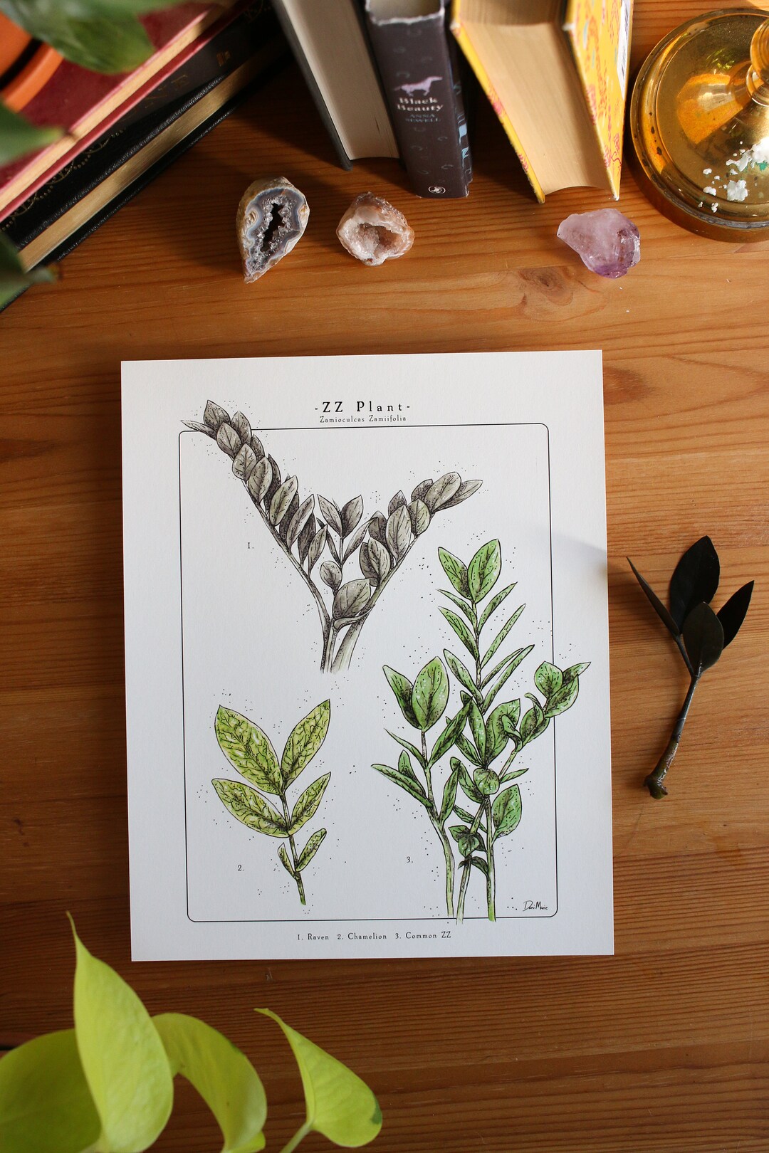 ZZ Plant - Houseplant Poster // 8x10, Plant Lover Gift, ZZ Plant, Raven ...