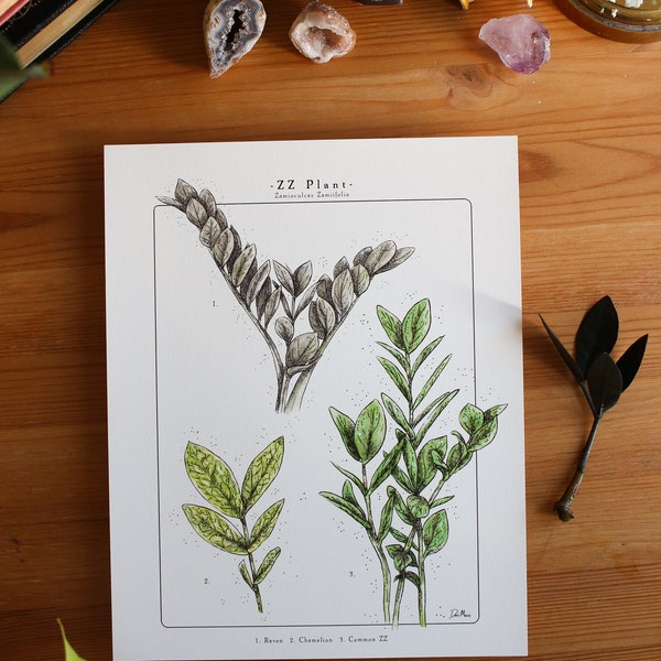Plant Identification Poster - Etsy