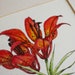 Prairie Lily // 5x7, 8x10, Flower Painting, Wall Decor, Nature Art ...