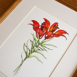 Prairie Lily // 5x7, 8x10, Flower Painting, Wall Decor, Nature Art ...