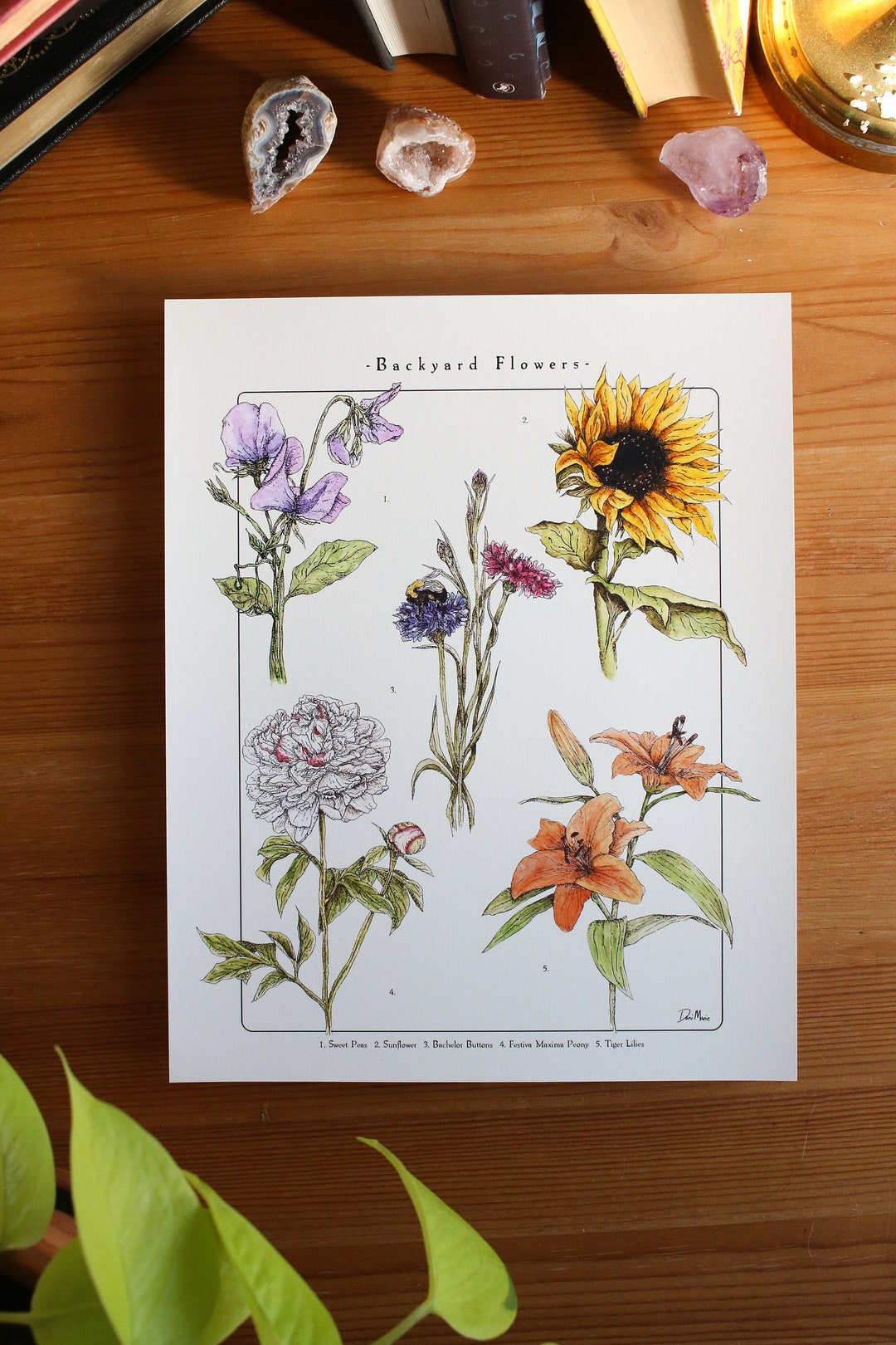 Backyard Flower - Poster // 8x10, Plant Lover Gift, Floral Wall Art ...