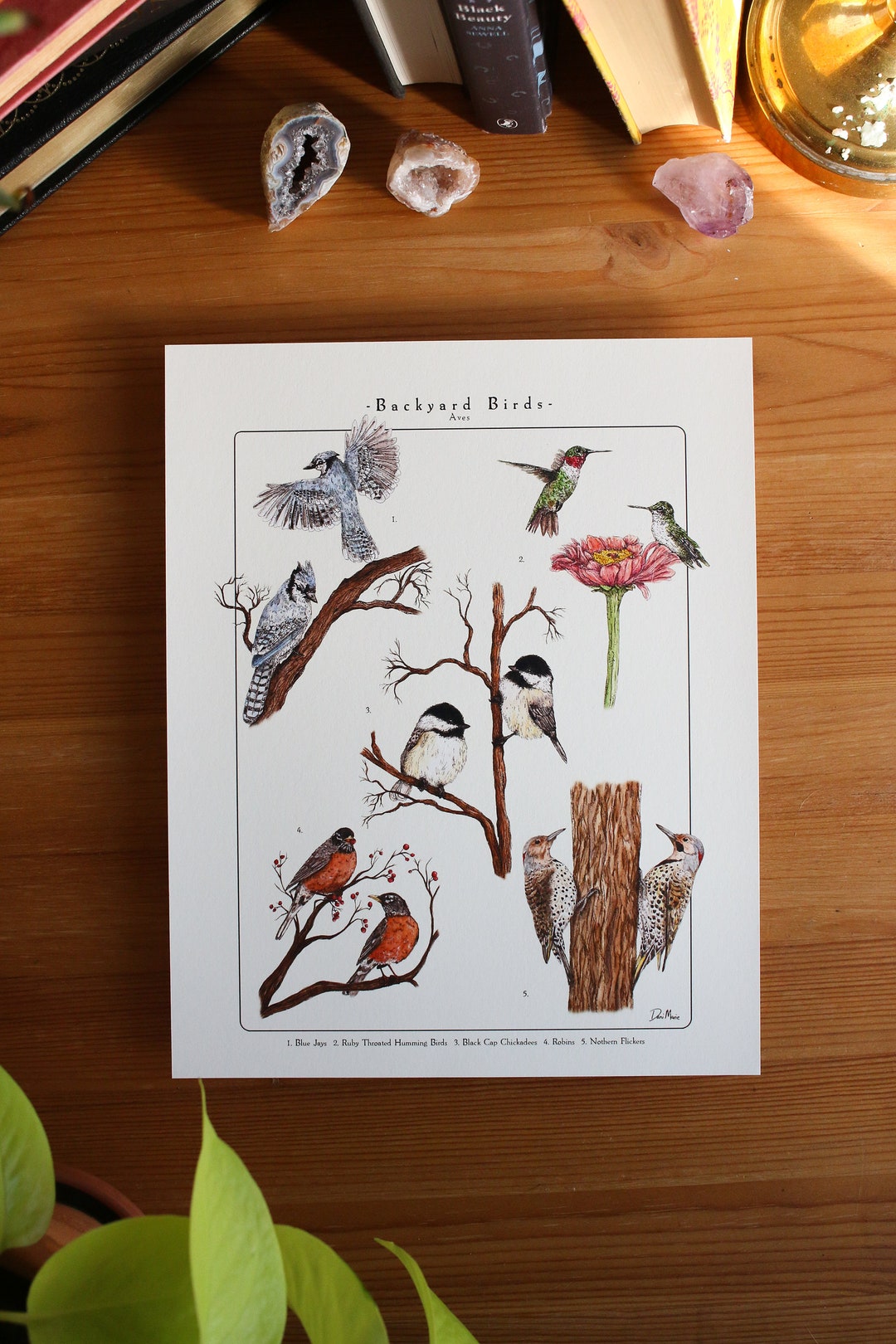 Backyard Bird - Poster // 8x10, Plant Lover Gift, Bird Wall Art ...