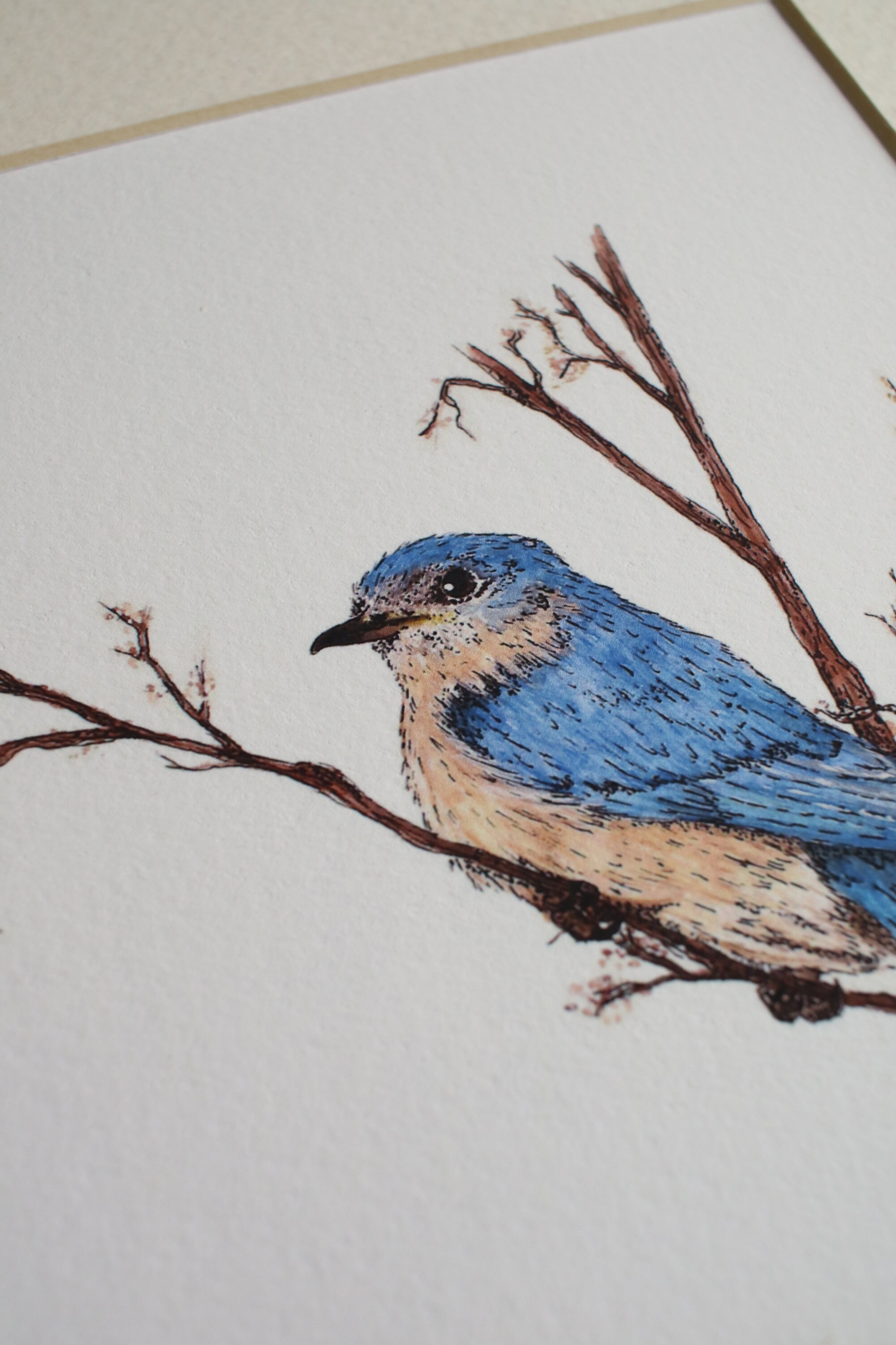 Blue Bird // 5x7 / 8x10, Art Print, Gift for Bird Lover, Birder Art ...
