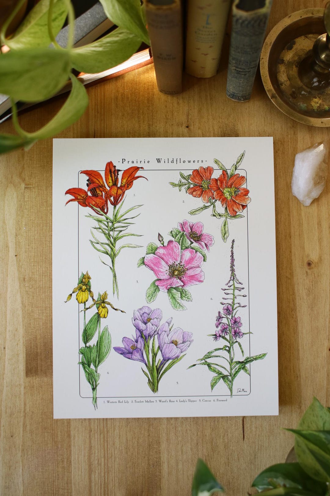Prairie Wildflower Infographic Poster / 8x10 - Wildflowers, Prairie ...