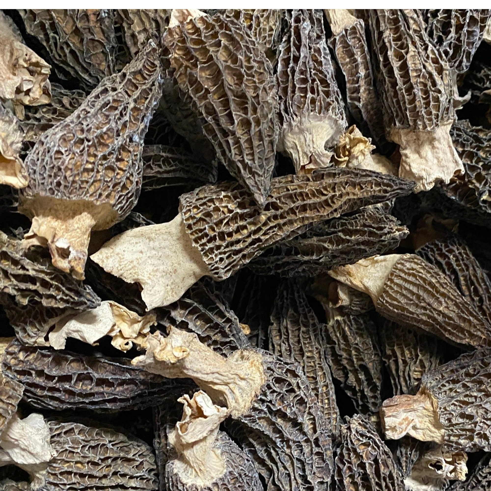 Premium Morel Mushrooms - Morchella - Size Large - by Naturaura - Etsy
